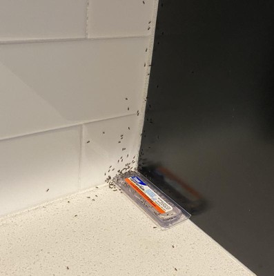 Terro 6pk Ant Killer Indoor Liquid Ant Baits : Target