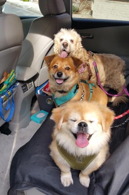 Milo's Kitchen Chicken Meatballs Chewy Dog Treats - 18oz : Target