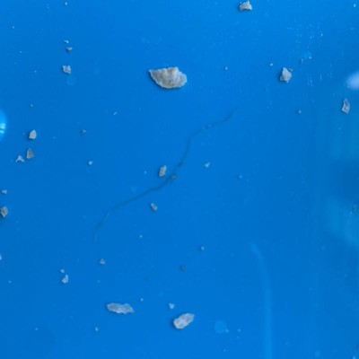 El Monterey Frozen Steak And Cheese Taquitos - 20oz/20ct : Target