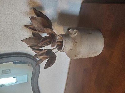 Vickerman 16" Bleached Sora Pod Attached To A Wood Stem. Includes 5 ...