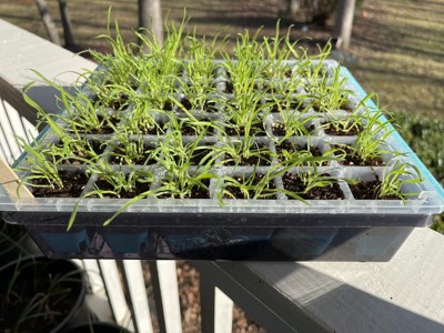 Burpee 36 Cell Superseed Seed Starting Tray : Target