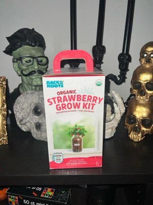 Back To The Roots Organic Strawberry Grow Kit : Target