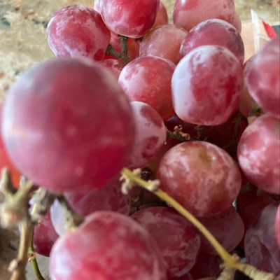 Extra Large Red Seedless Grapes - 1.5lb Bag : Target