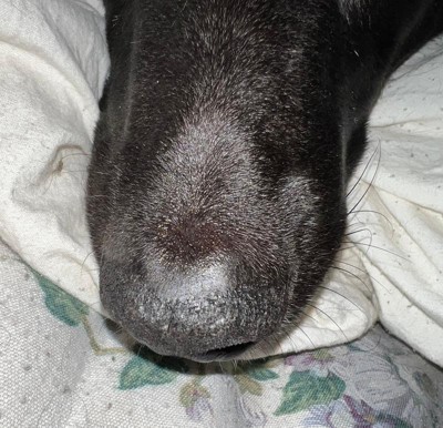 Natural Dog Company Snout Soother Tin - 1oz : Target