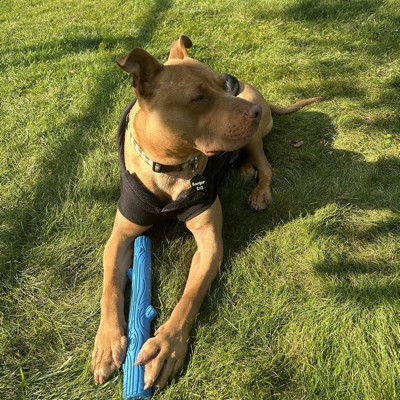 Long Rubber Stick With Crinkles Dog Toy - Blue - Boots & Barkley™ : Target