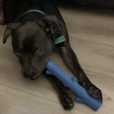 Long Rubber Stick With Crinkles Dog Toy - Blue - Boots & Barkley™ : Target