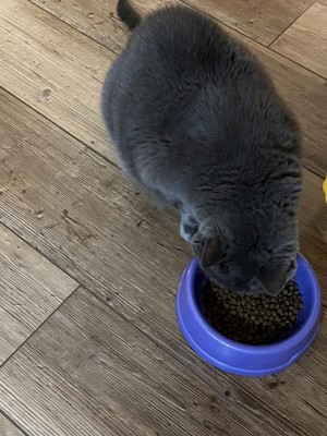 Boat To Bowl Wild Cod Fish And Haddock Fish Seafood Flavor Recipe Adult ...