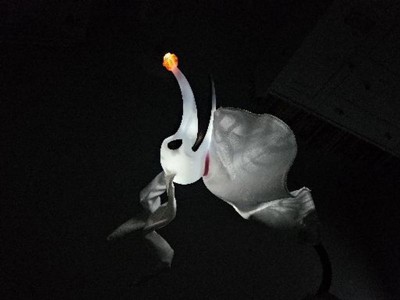 Disney The Nightmare Before Christmas Zero On Leash Stuffed Animal : Target