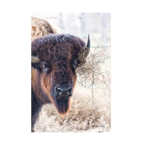 Trademark Fine Art - David Drost Standing Buffalo I Canvas Art - 12 X ...