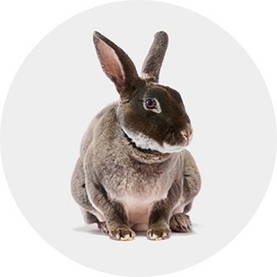 Rabbit : Small Animal Supplies : Target